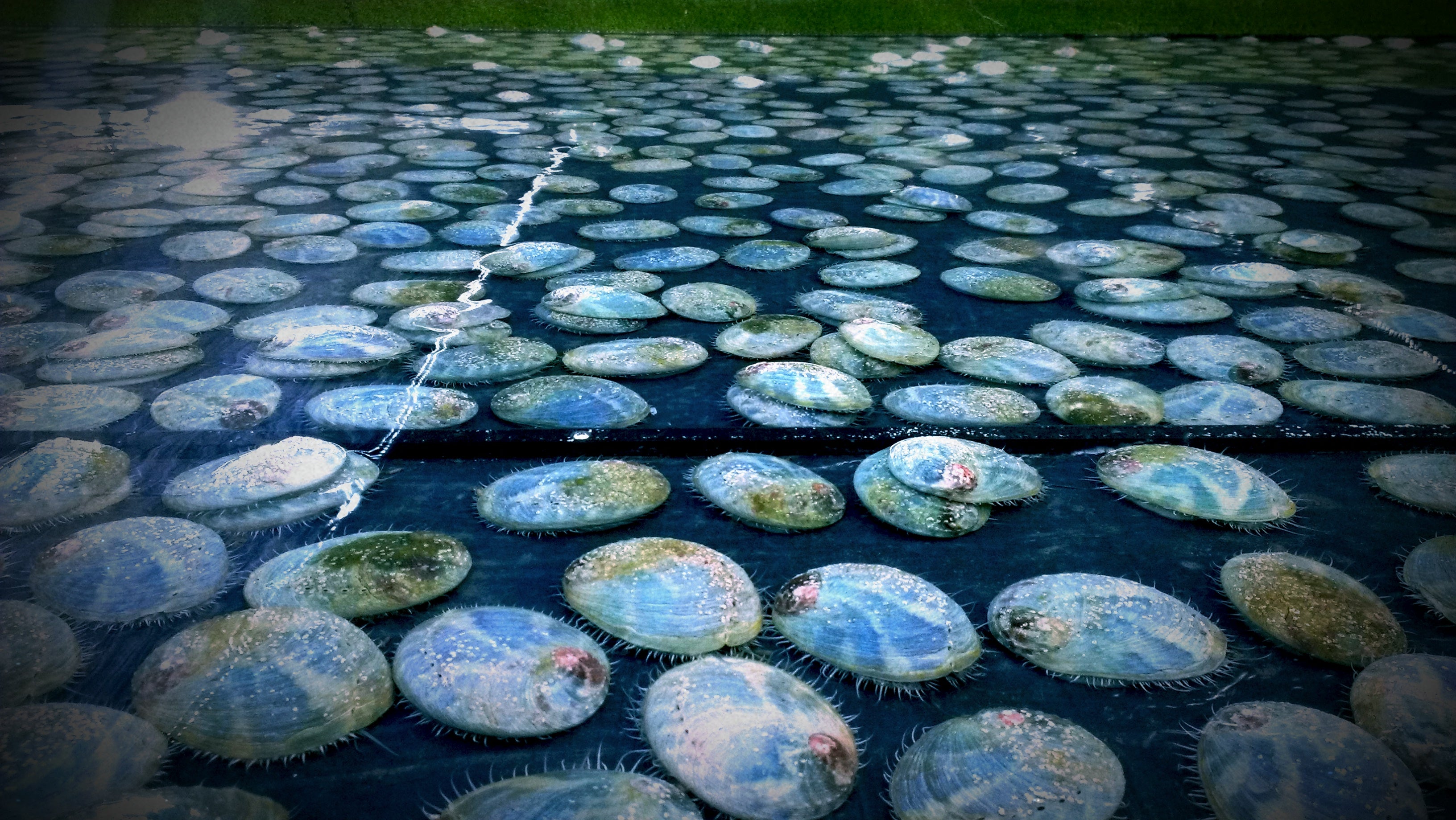 Exploring the Depths: Why Australian Waters Are the Best for Growing A ...