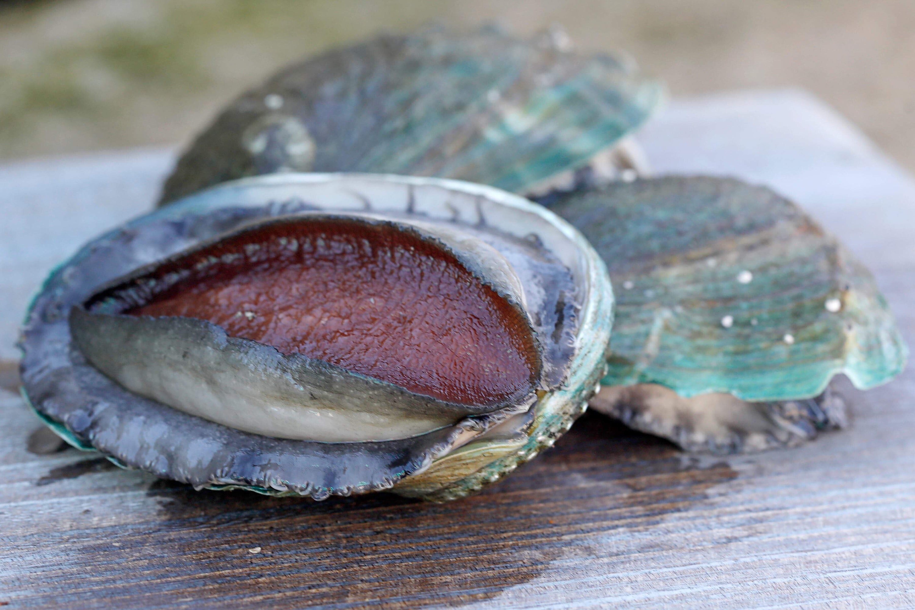 Wild Abalone | Premium Australian Abalone in the UK – Seafood Australia